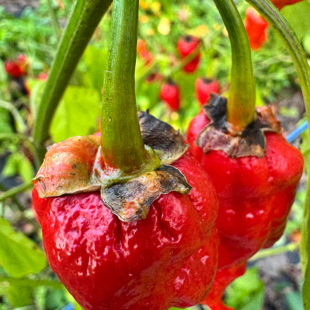 Frankenstein BBG7 Red - Seeds – Shortcake Farms "The Seed Vault"