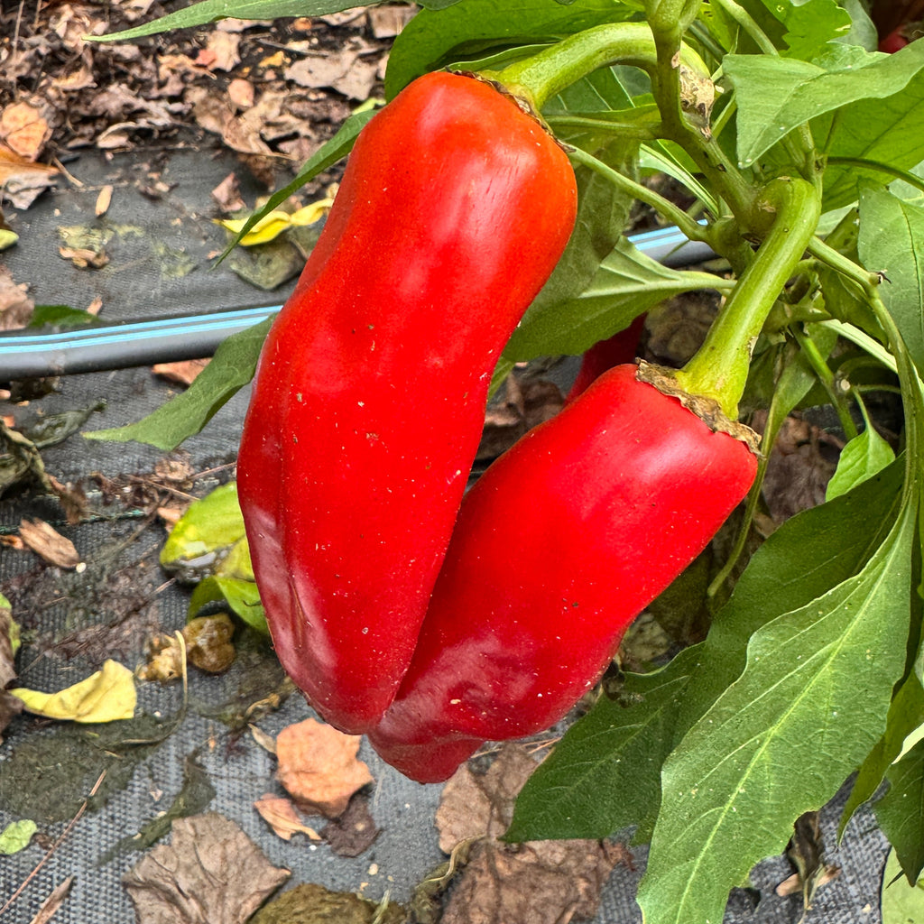 Hatch Green X Hot - Rattlesnake Green Chile - Seeds – Shortcake Farms ...