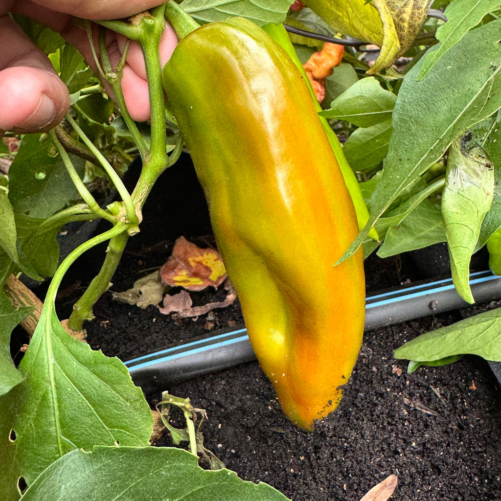 Hatch Green X Hot - Rattlesnake Green Chile - Seeds – Shortcake Farms ...