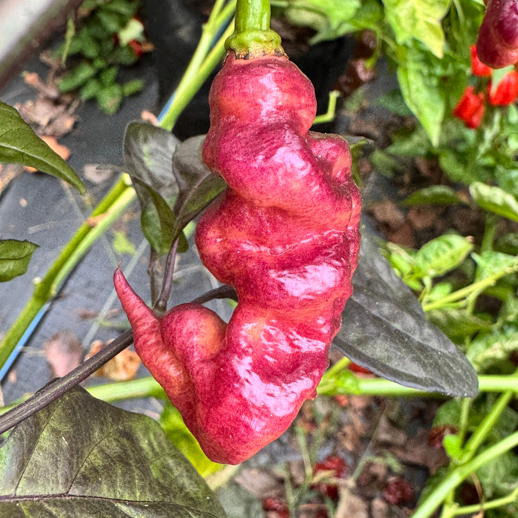 Jay's Pink - Seeds – Shortcake Farms "The Seed Vault"