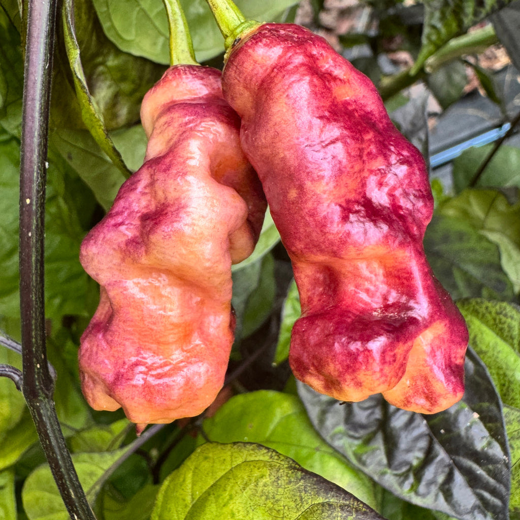 Jay's Pink - Seeds – Shortcake Farms "The Seed Vault"