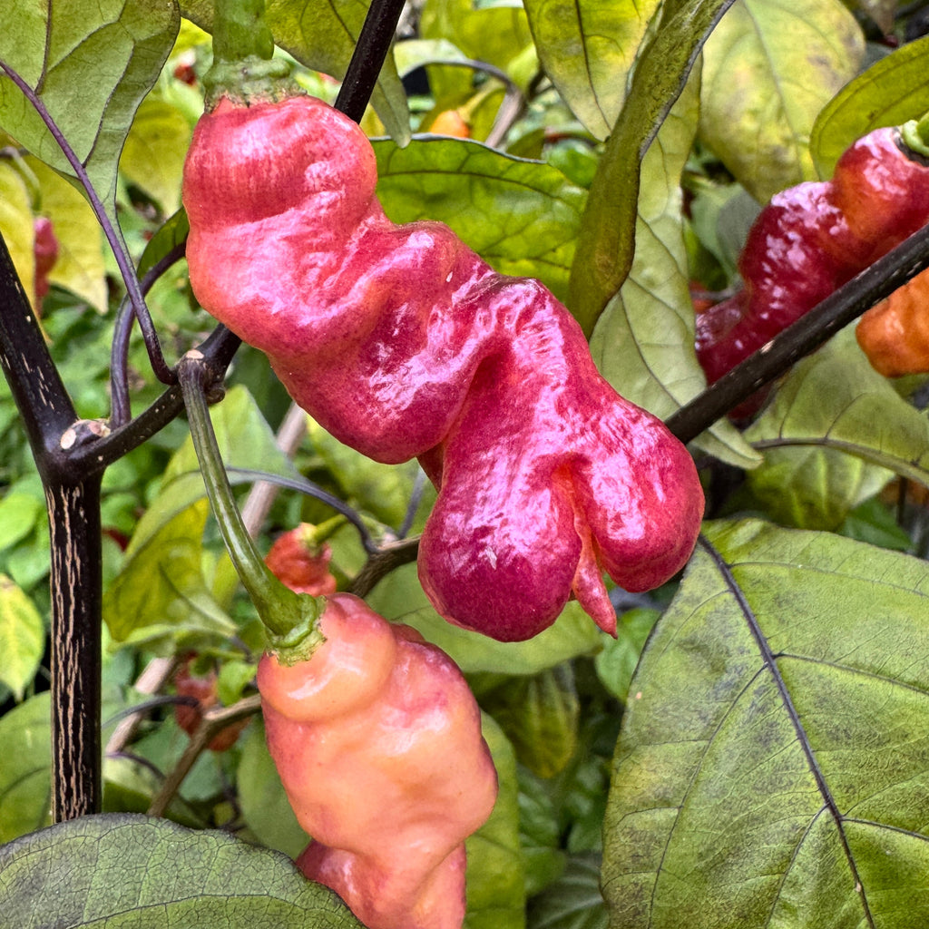 Jay's Pink - Seeds – Shortcake Farms "The Seed Vault"