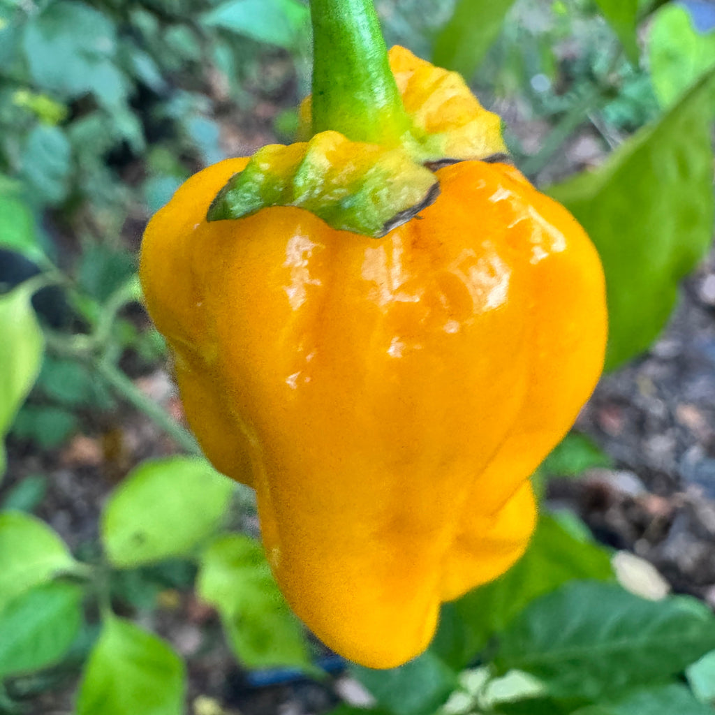 Lucifer’s Lemons - Seeds – Shortcake Farms "The Seed Vault"