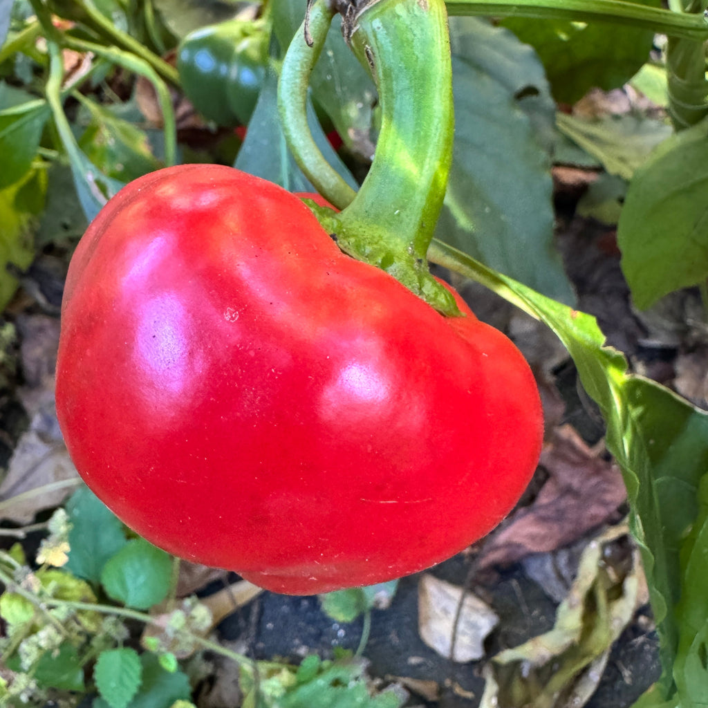 Mexibell - Seeds – Shortcake Farms "The Seed Vault"