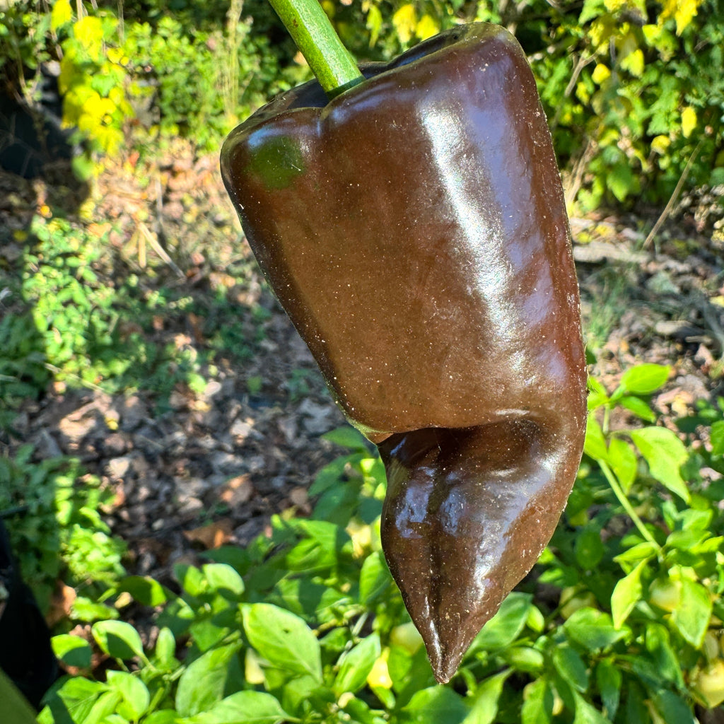 Mulato Isleño – Chocolate Poblano - Seeds – Shortcake Farms "The Seed ...