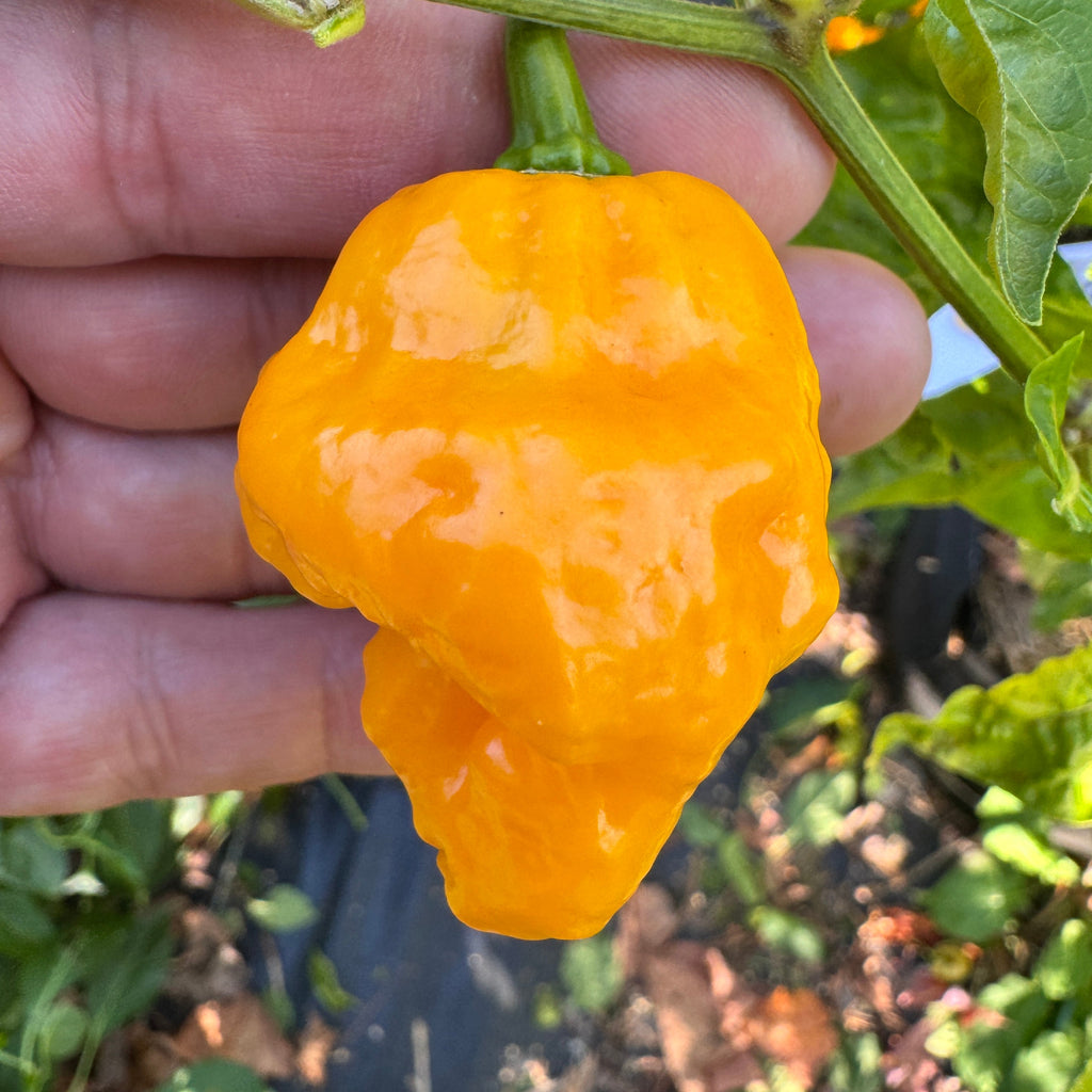 Reaper Bonnet - Seeds – Shortcake Farms "The Seed Vault"