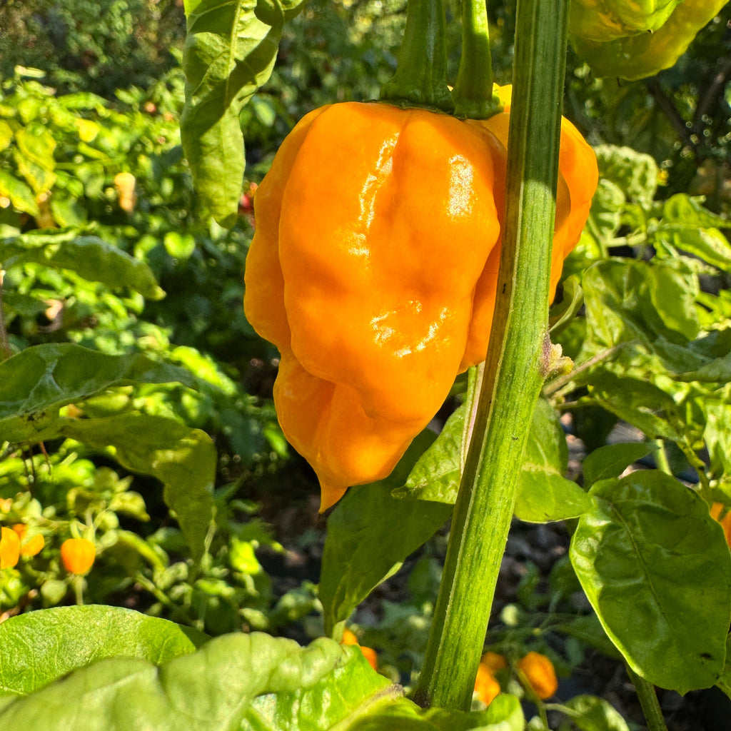 Reaper Bonnet - Seeds – Shortcake Farms "The Seed Vault"