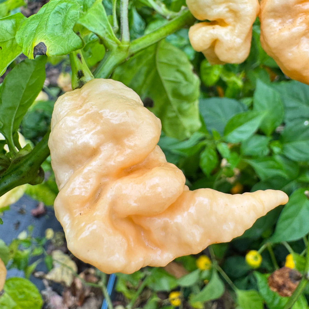 Star Scream - Seeds – Shortcake Farms "The Seed Vault"