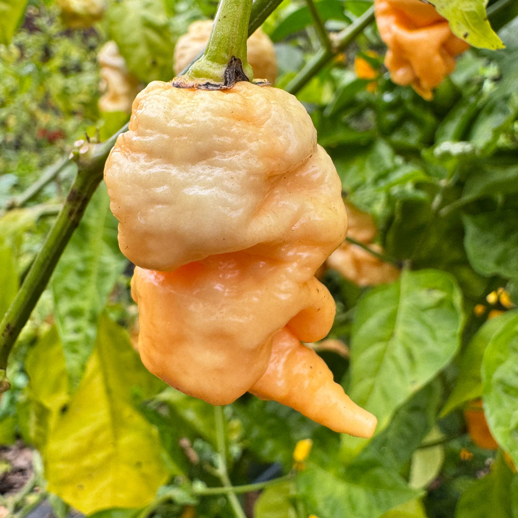 Star Scream - Seeds – Shortcake Farms "The Seed Vault"