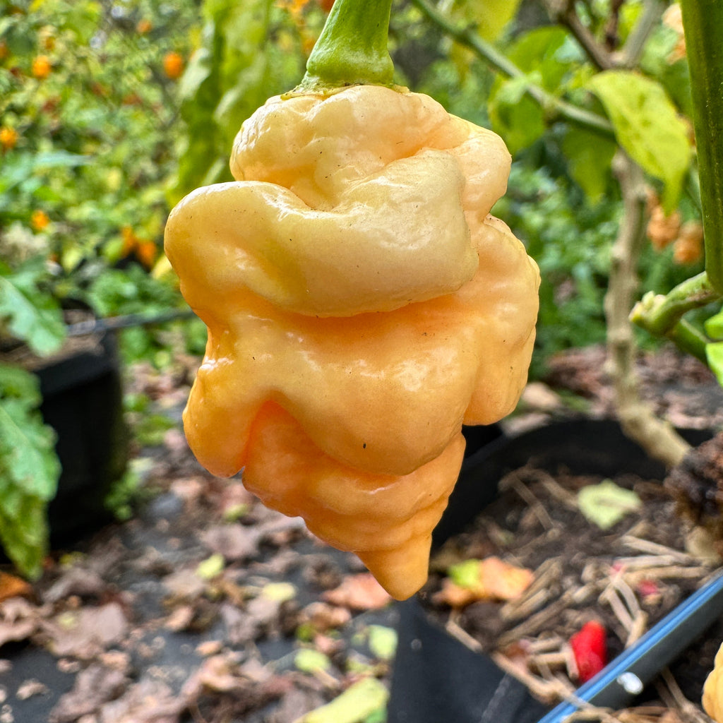 Star Scream - Seeds – Shortcake Farms "The Seed Vault"