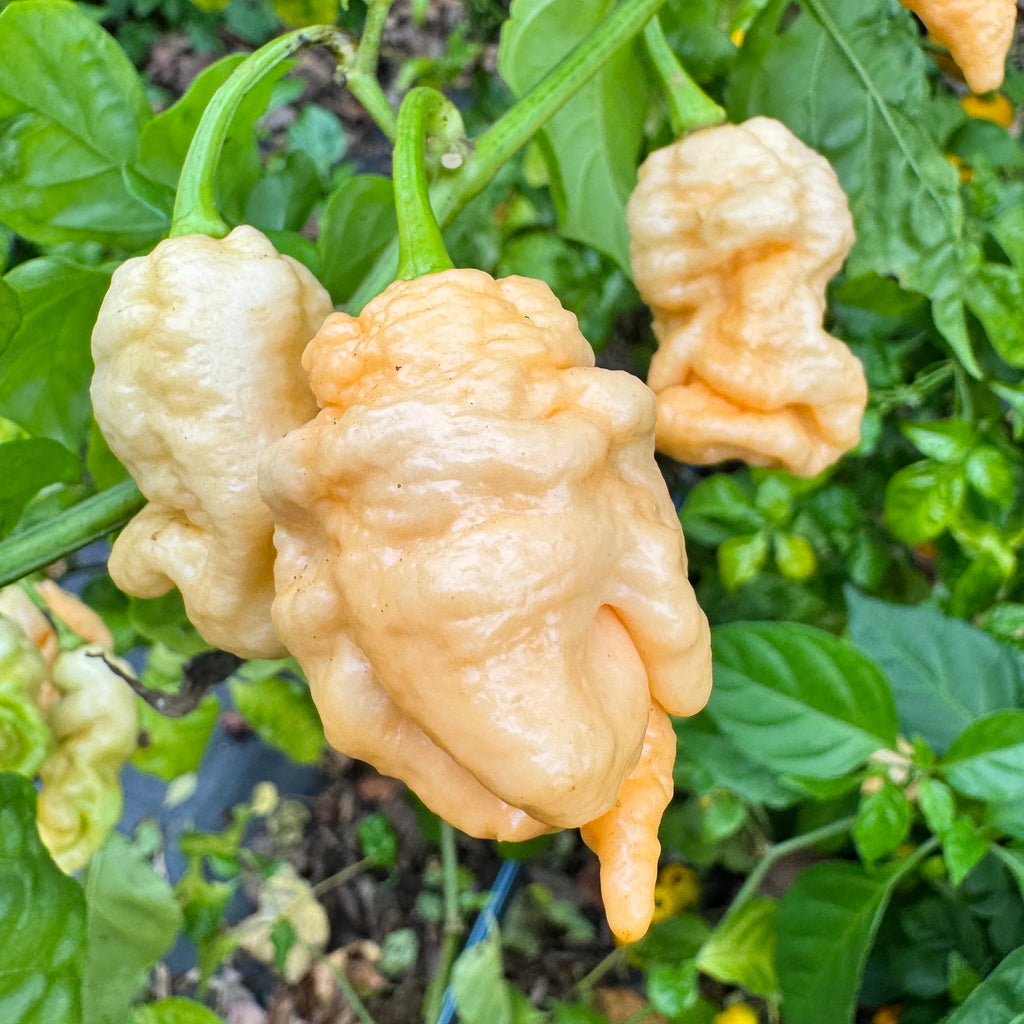 Star Scream - Seeds – Shortcake Farms "The Seed Vault"