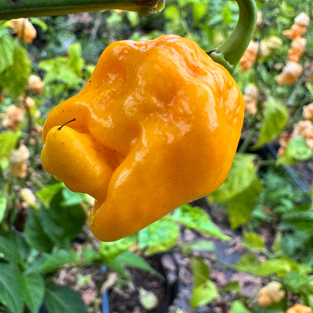 Yellow Scorpion x Reaper - Seeds – Shortcake Farms "The Seed Vault"
