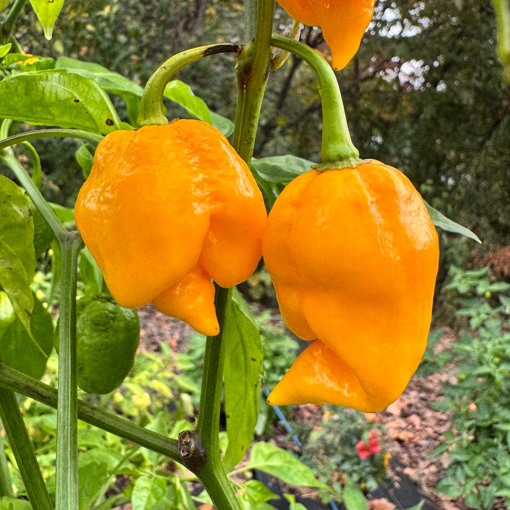 Yellow Scorpion x Reaper - Seeds – Shortcake Farms "The Seed Vault"