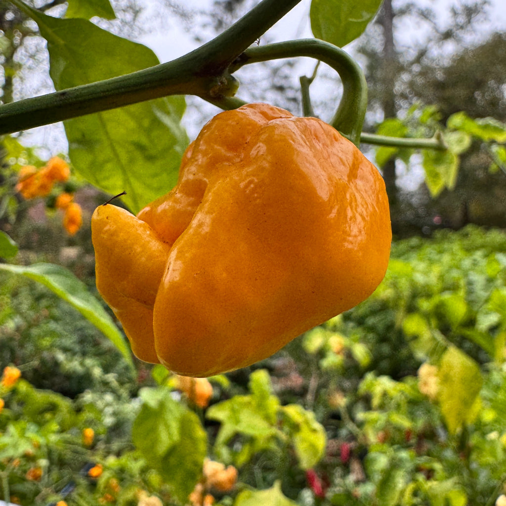 Yellow Scorpion x Reaper - Seeds – Shortcake Farms "The Seed Vault"