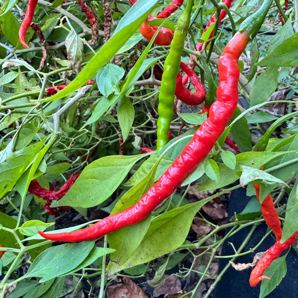 Himo Togarashi - Seeds – Shortcake Farms "The Seed Vault"