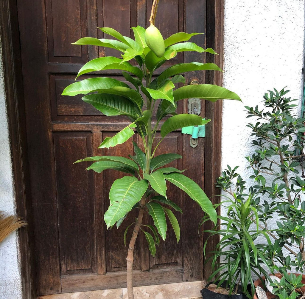Dwarf Haden Mango Fruit Tree – Shortcake Farms