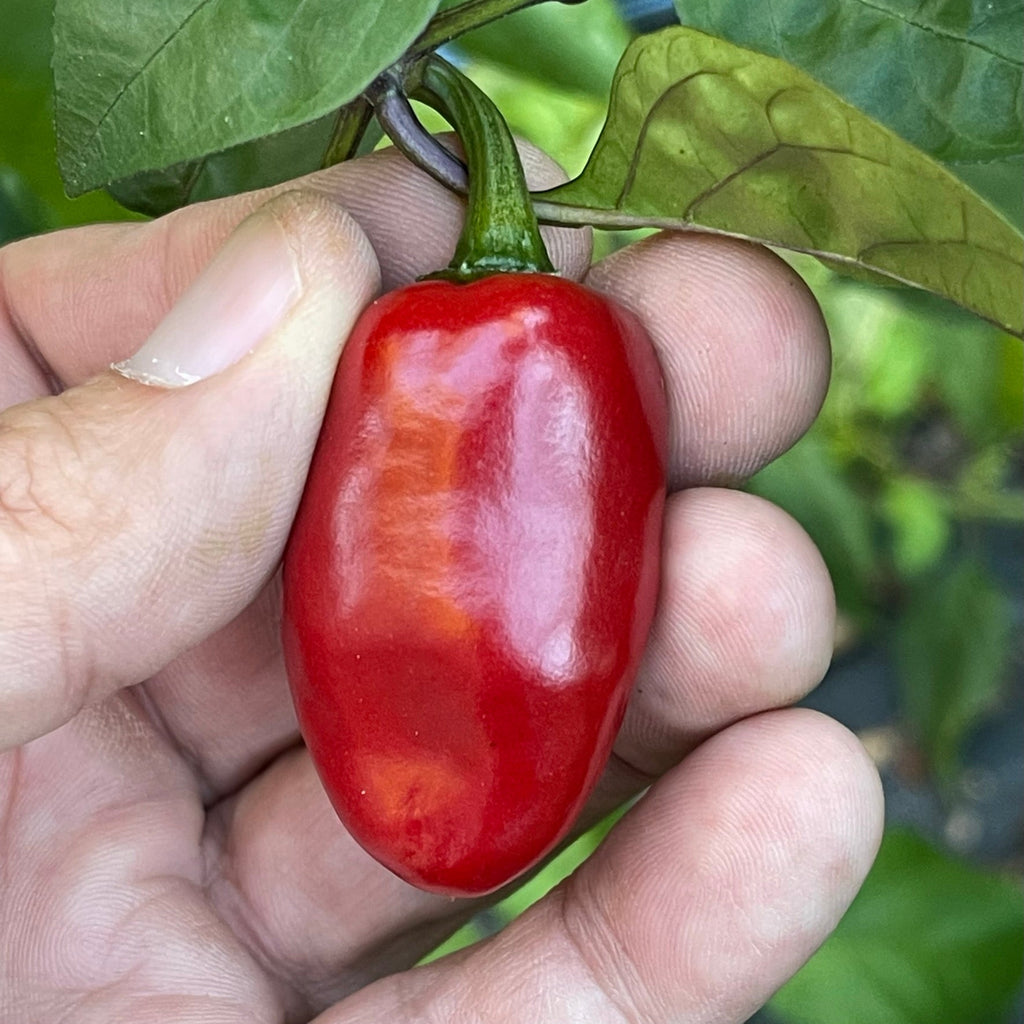 Hellapeño - Seeds – Shortcake Farms "The Seed Vault"