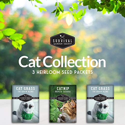 Cat Grass & Catnip Seed Collection – Fun, Healthy Greens & Enrichment ...
