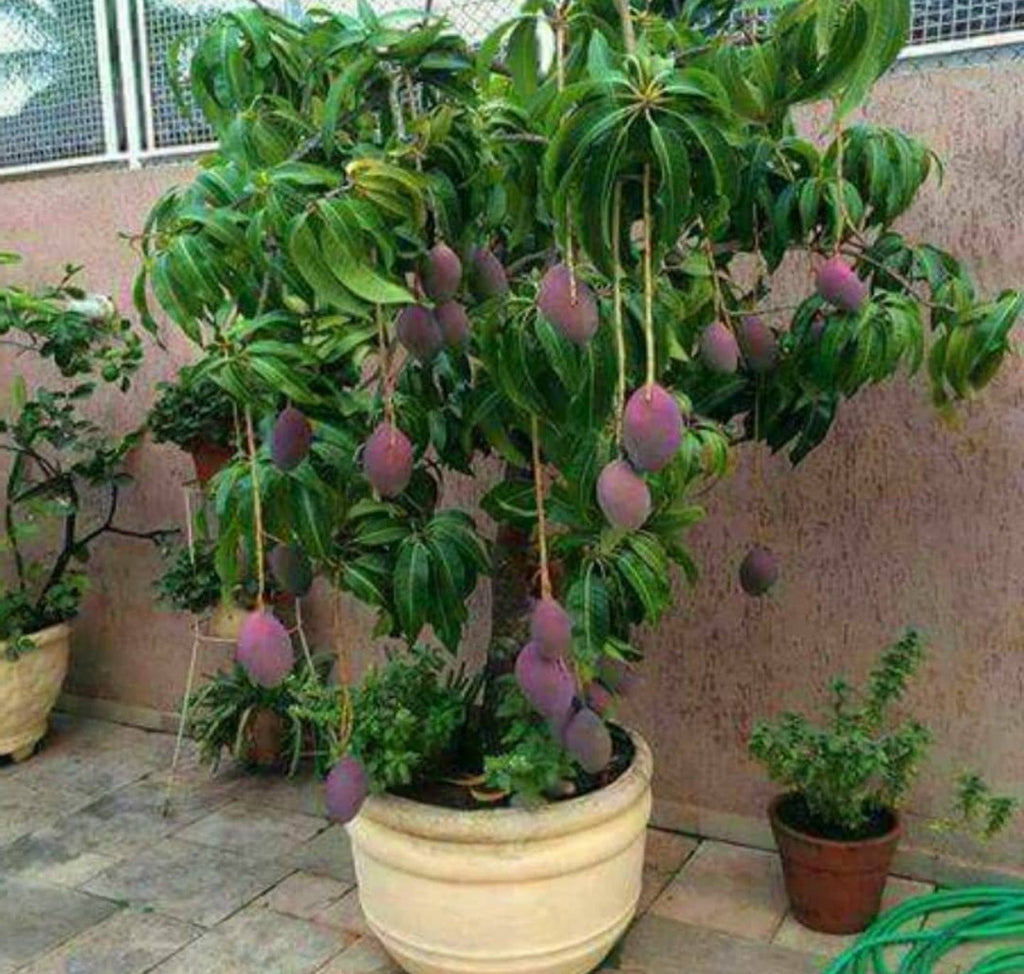 Dwarf Haden Mango Fruit Tree – Shortcake Farms