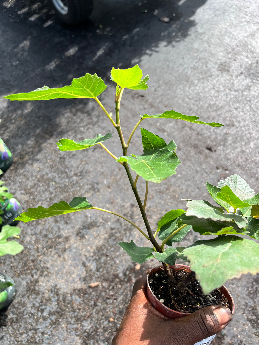 Patio Sized Hardy Fig Tree – Shortcake Farms