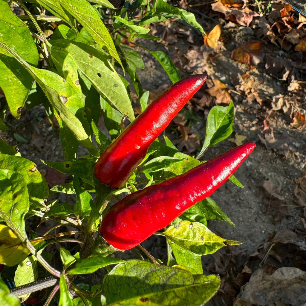 Cayenne Purple - Seeds – Shortcake Farms "The Seed Vault"