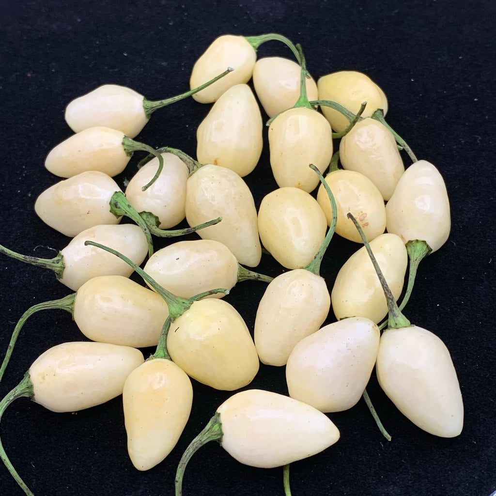Habanero Yucatan White - Seeds – Shortcake Farms "The Seed Vault"