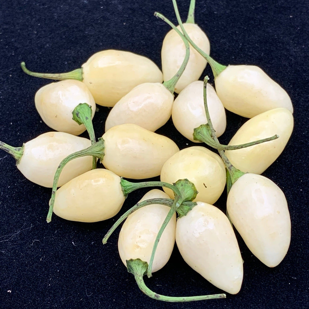 Habanero Yucatan White - Seeds – Shortcake Farms "The Seed Vault"