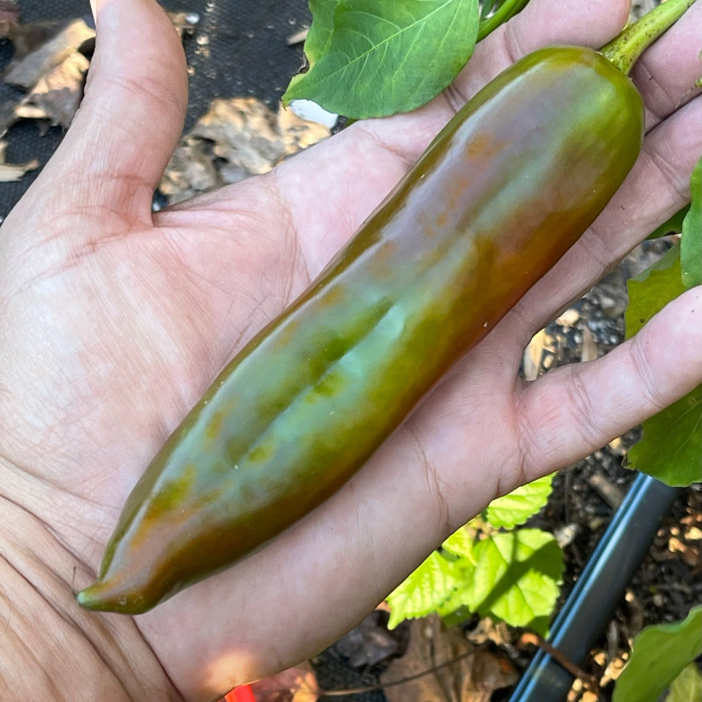 Hatch Red X Hot - Ms. Junie Chile - Seeds – Shortcake Farms "The Seed ...