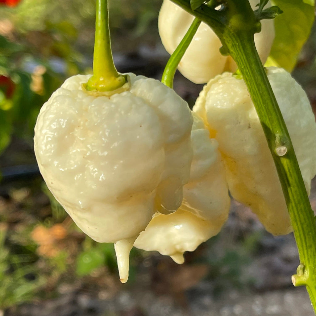 White Moruga - Seeds – Shortcake Farms "The Seed Vault"