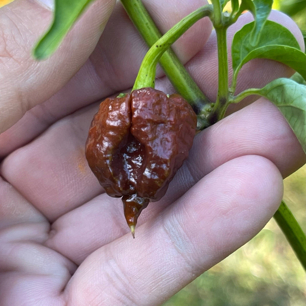 CPR Hot Pepper - (Chocolate Primo Reaper) - Seeds – Shortcake Farms ...