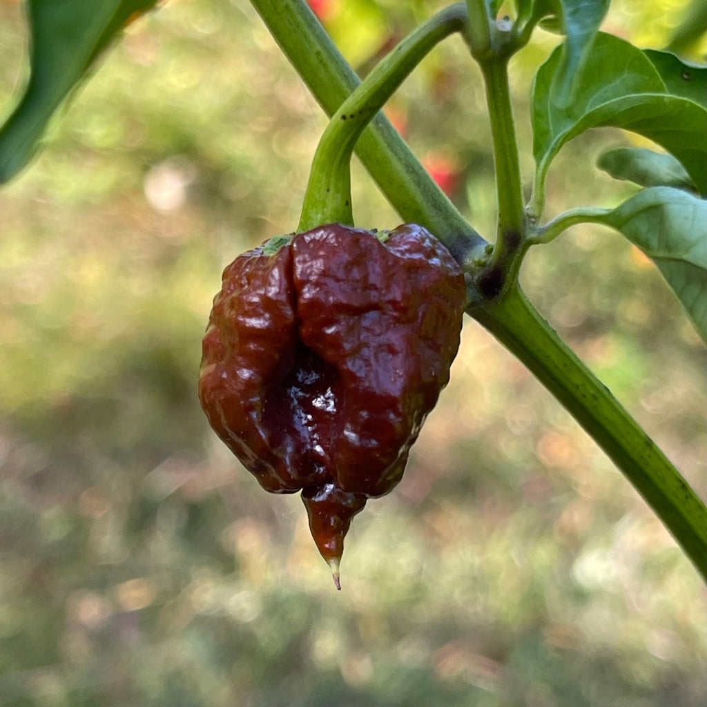 CPR Hot Pepper - (Chocolate Primo Reaper) - Seeds – Shortcake Farms ...
