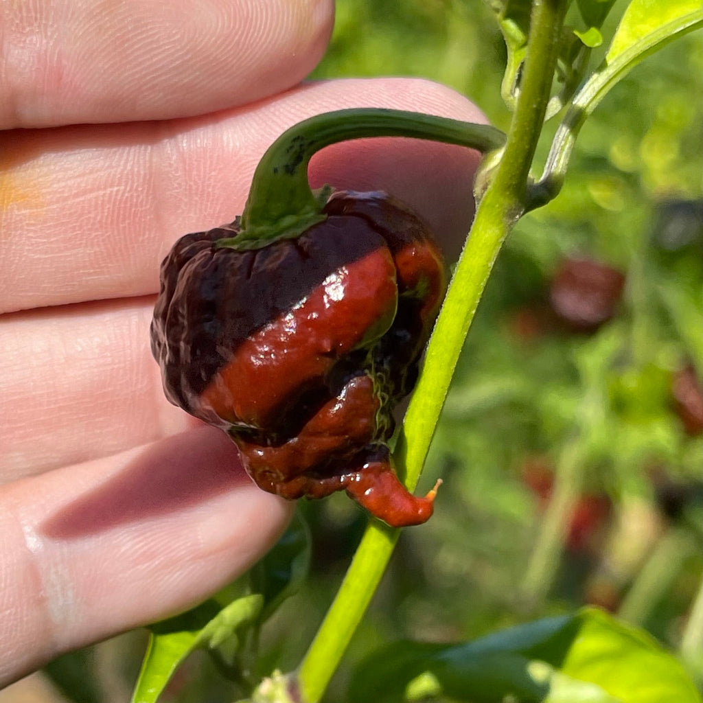 CPR Hot Pepper - (Chocolate Primo Reaper) - Seeds – Shortcake Farms ...