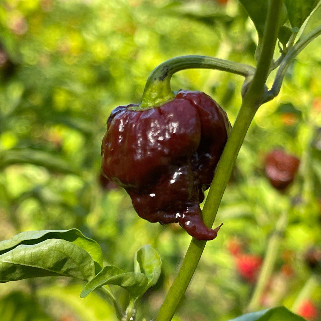 CPR Hot Pepper - (Chocolate Primo Reaper) - Seeds – Shortcake Farms ...