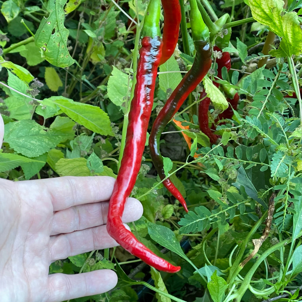Joes Long Cayenne - Seeds – Shortcake Farms "The Seed Vault"