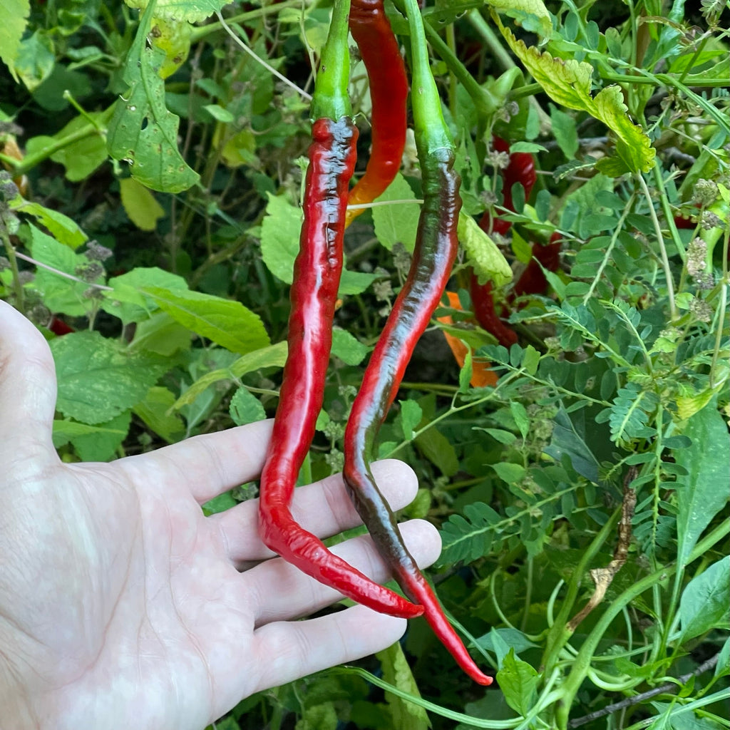 Joes Long Cayenne - Seeds – Shortcake Farms "The Seed Vault"