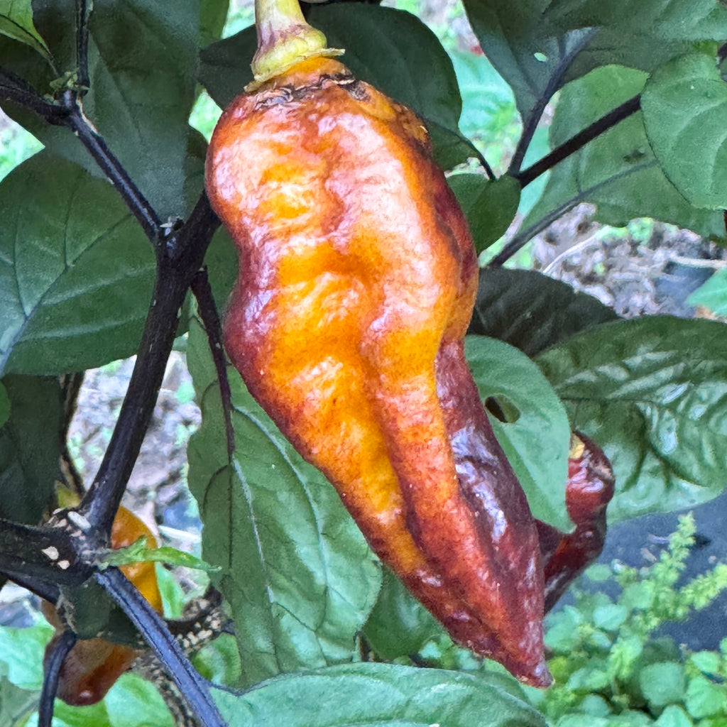 Black Bastard Yellow - Seeds – Shortcake Farms "The Seed Vault"
