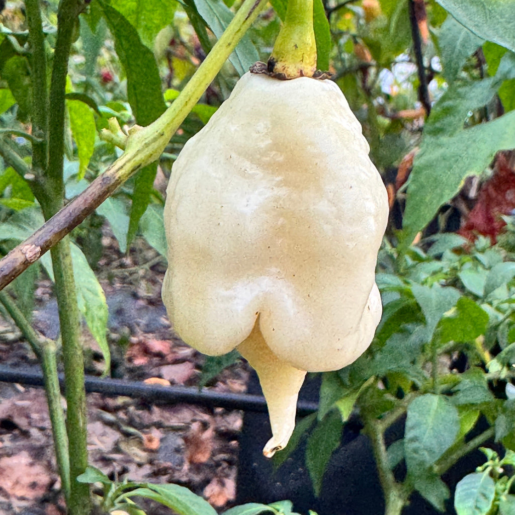 Giant White Scorpion - Seeds – Shortcake Farms "The Seed Vault"