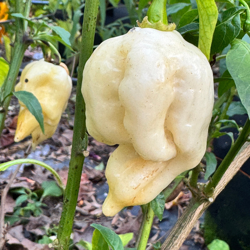 Giant White Scorpion - Seeds – Shortcake Farms "The Seed Vault"