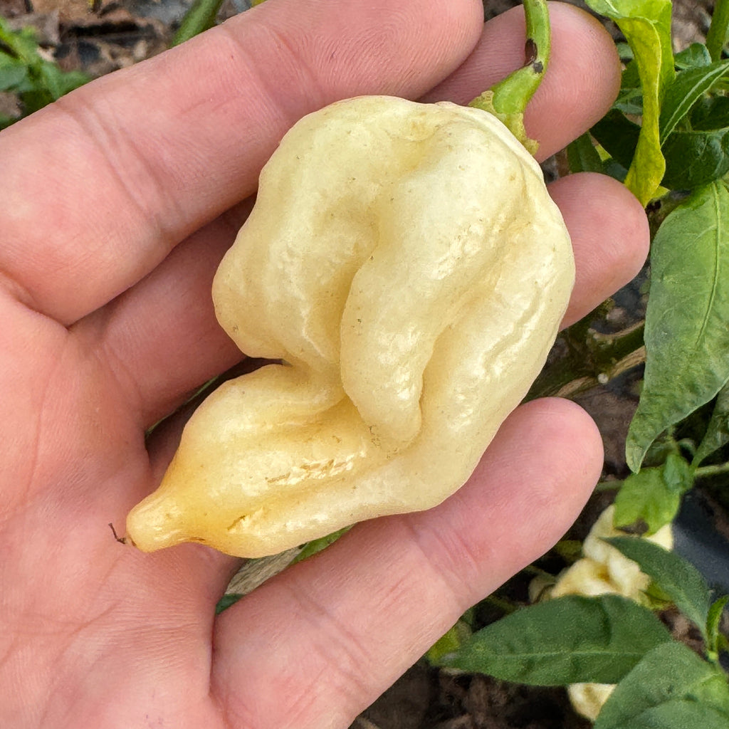 Giant White Scorpion - Seeds – Shortcake Farms "The Seed Vault"