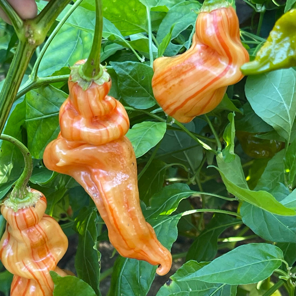 Sugar Rush Stripey - Seeds – Shortcake Farms "The Seed Vault"