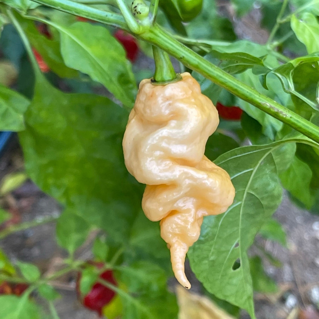 Thors Hammer Peach - Seeds – Shortcake Farms "The Seed Vault"