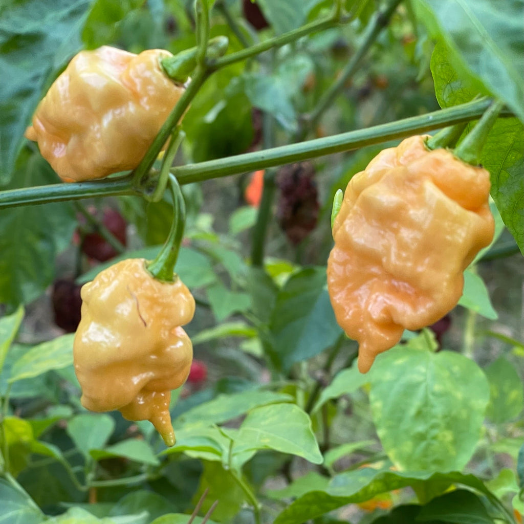 Thors Hammer Peach - Seeds – Shortcake Farms "The Seed Vault"