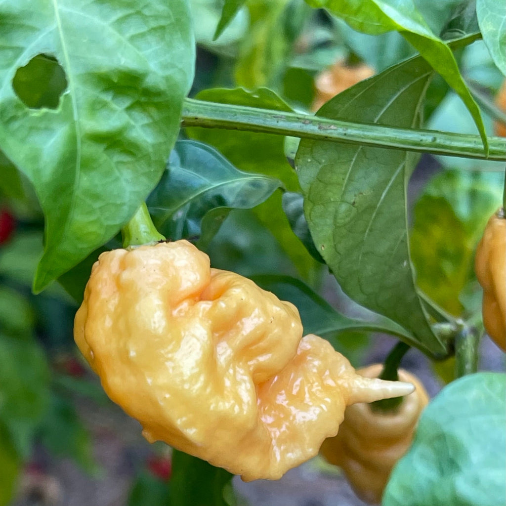 Thors Hammer Peach - Seeds – Shortcake Farms "The Seed Vault"