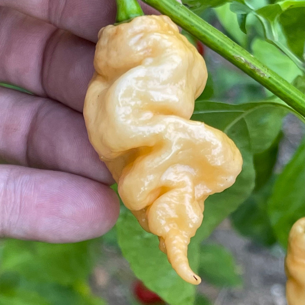 Thors Hammer Peach - Seeds – Shortcake Farms "The Seed Vault"