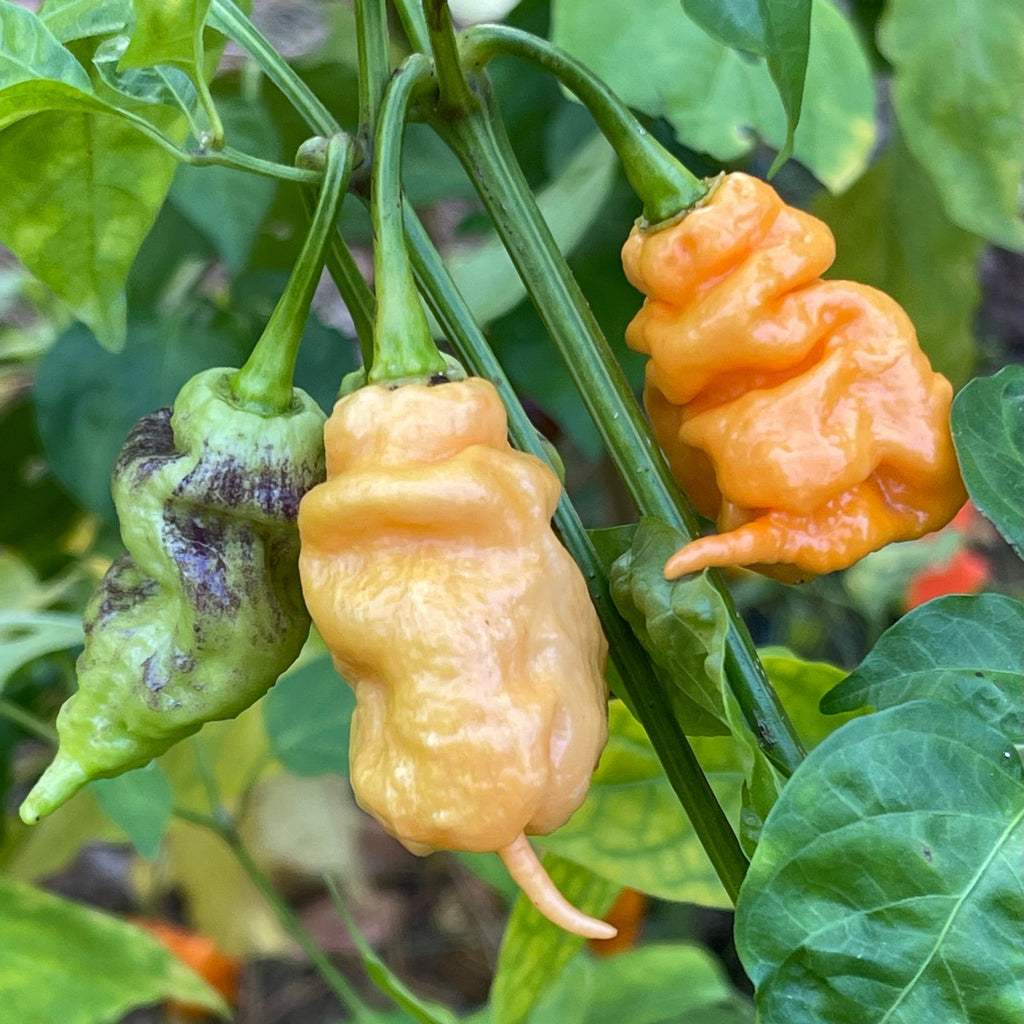 Thors Hammer Peach - Seeds – Shortcake Farms "The Seed Vault"