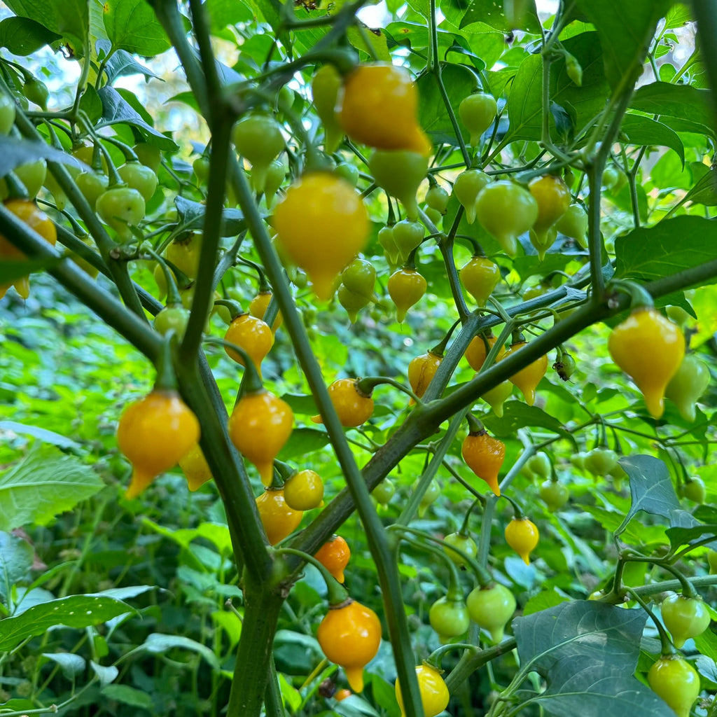 Biquinho Yellow - Seeds – Shortcake Farms "The Seed Vault"