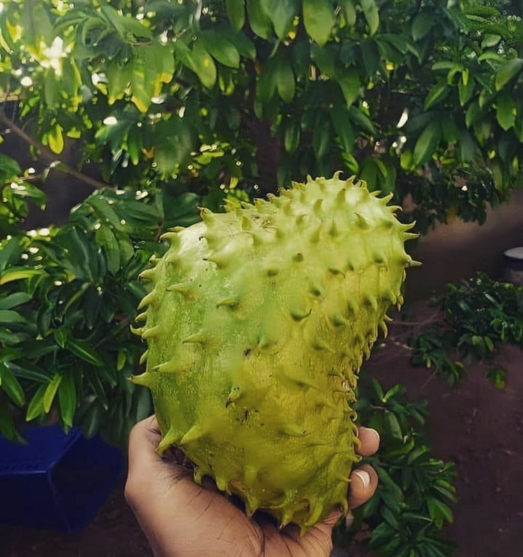 Soursop Tree – Shortcake Farms