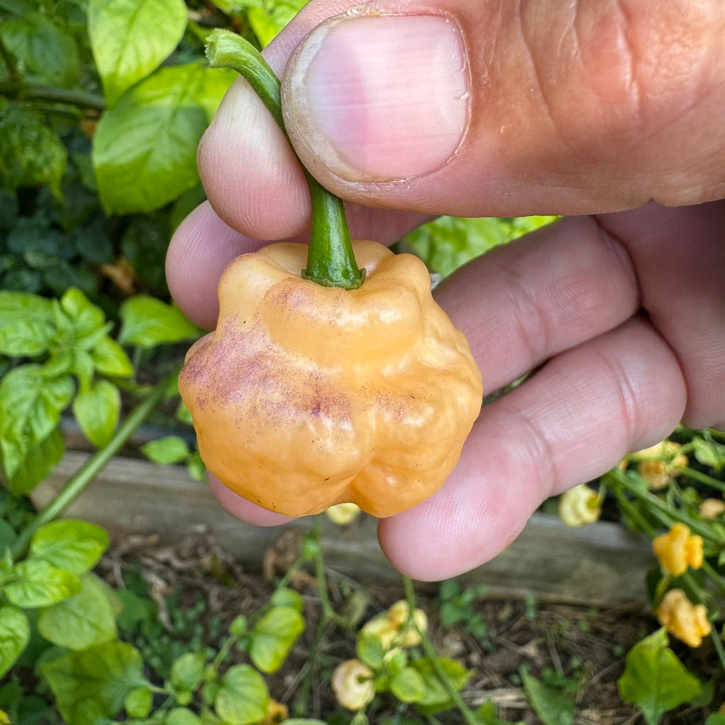 Bingo Bonnet - Seeds – Shortcake Farms "The Seed Vault"