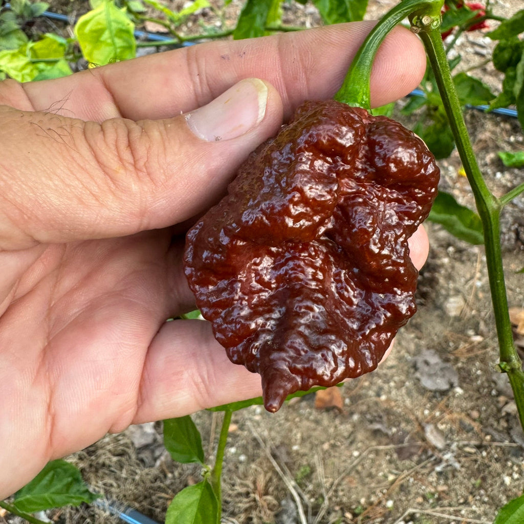 Bismark Chocolate Long - Seeds – Shortcake Farms "The Seed Vault"