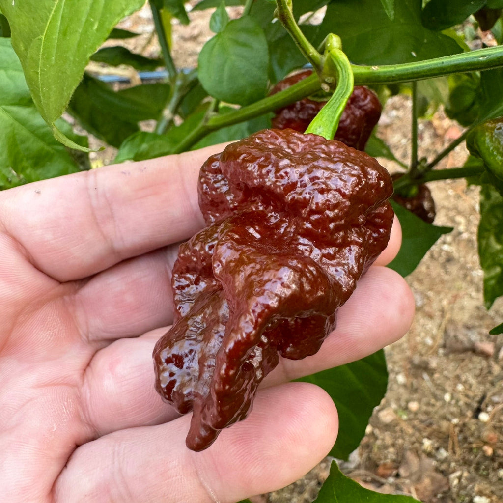 Bismark Chocolate Long - Seeds – Shortcake Farms "The Seed Vault"